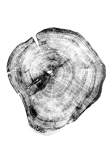 Eastern White Cedar (18" x 24") – na coille studio